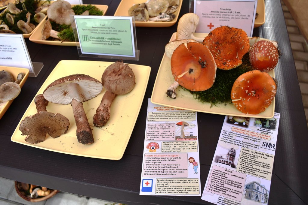 Expoziție de ciuperci comestibile și toxice la Grădina Botanică - Locuri.md