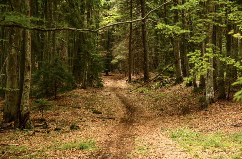 Codrii Sipoteniului: traseu ecoturistic în inima Moldovei