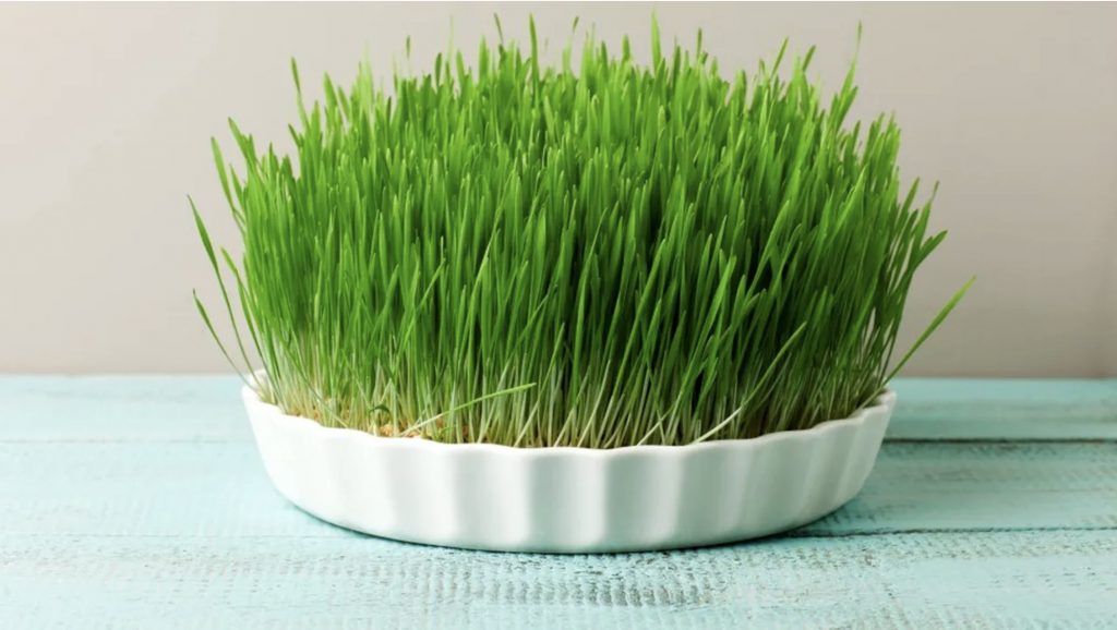 Grâul încolțit – superalimentul cu beneficii dovedite științific