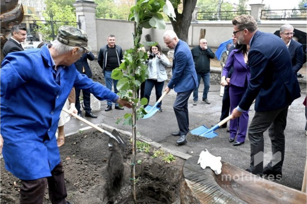 Un lăstar al Teiul lui Eminescu, plantat la Chișinău