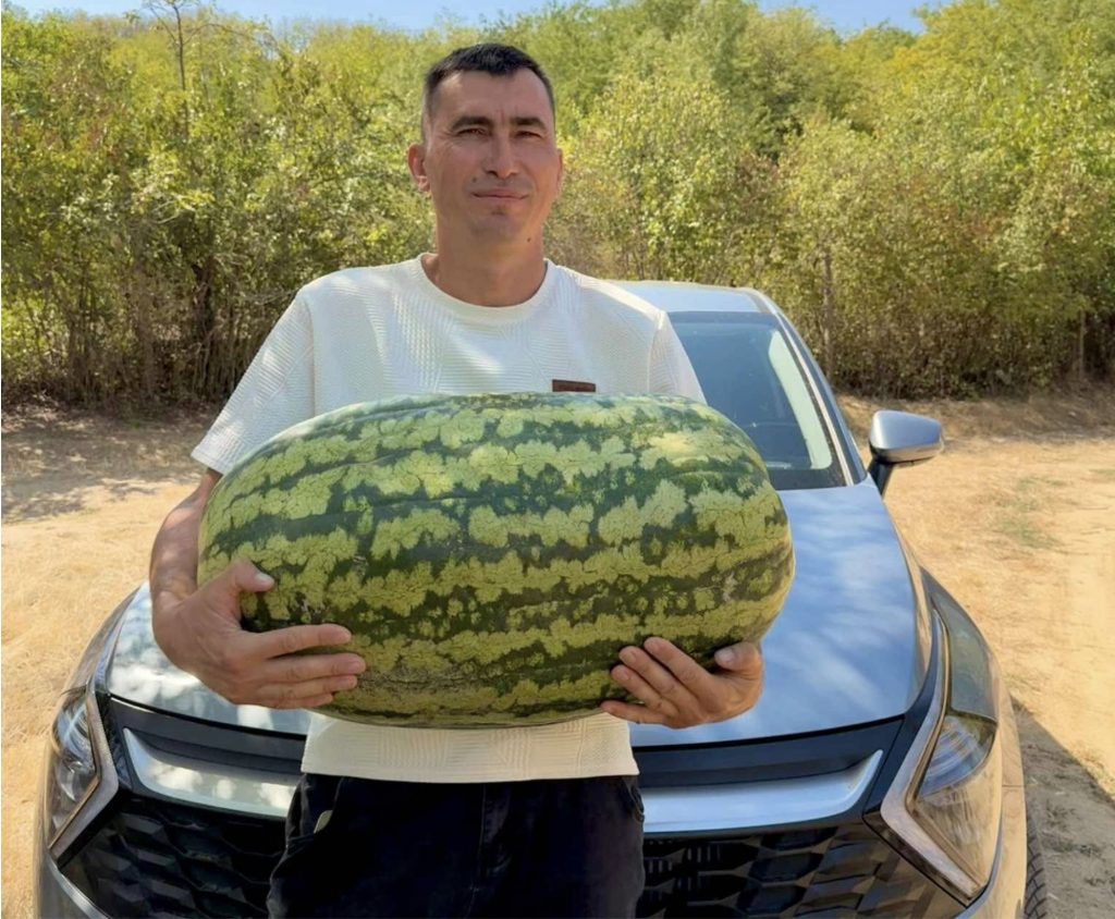 Pepene verde uriaș la Hagimus: recordul familiei Surschi